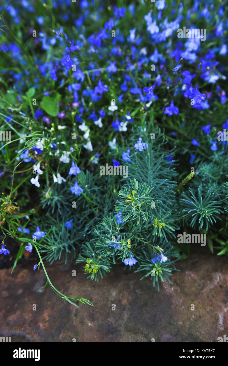Pansy viola morning dew hi-res stock photography and images - Alamy