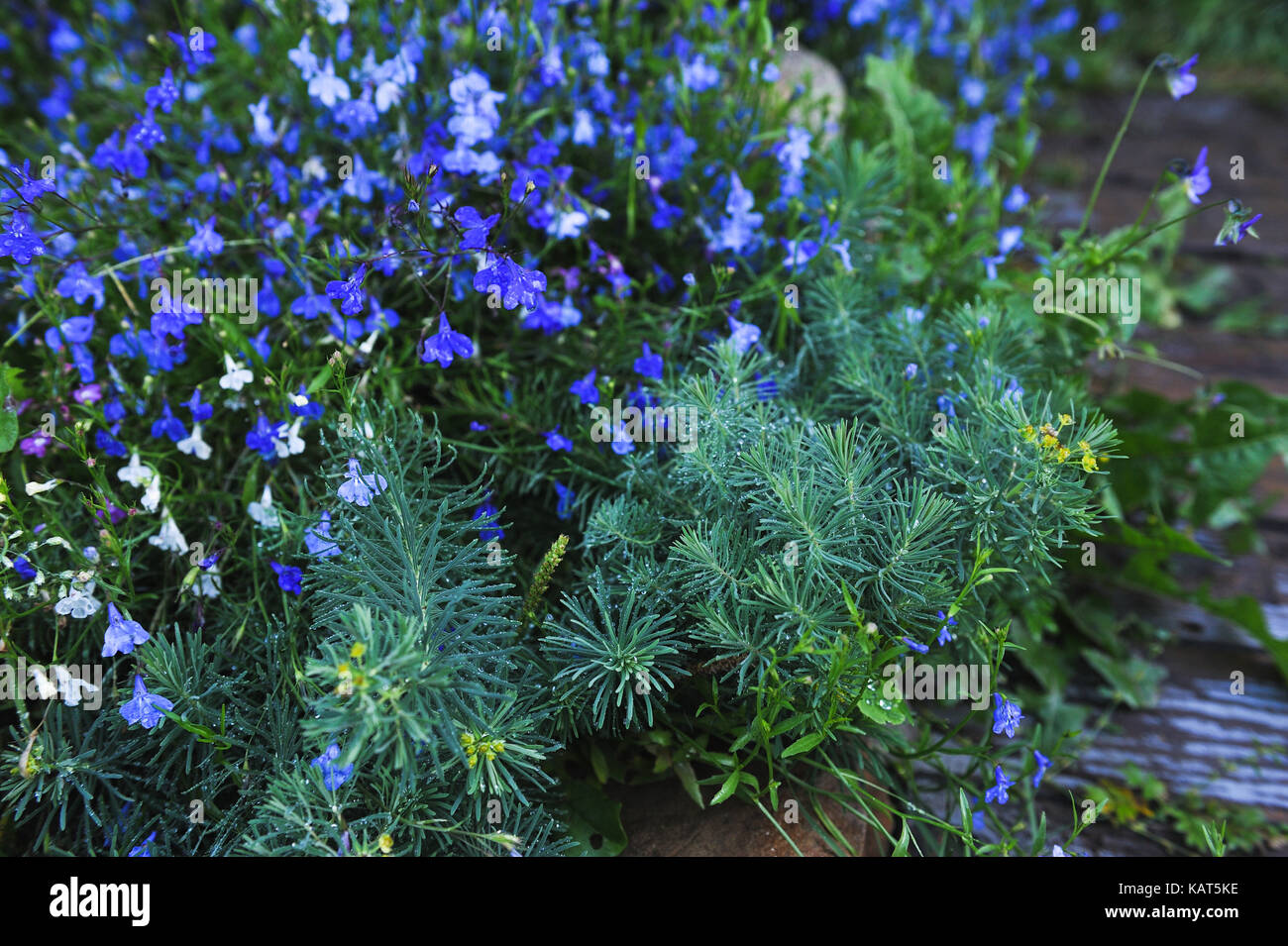 Beautiful flowers with morning dew in beginning of autumn Stock Photo ...