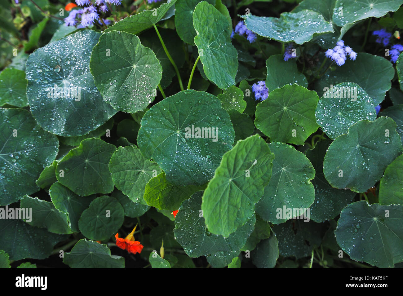 Fresh and cold morning dew on nasturtium leaves in beginning of autumn ...