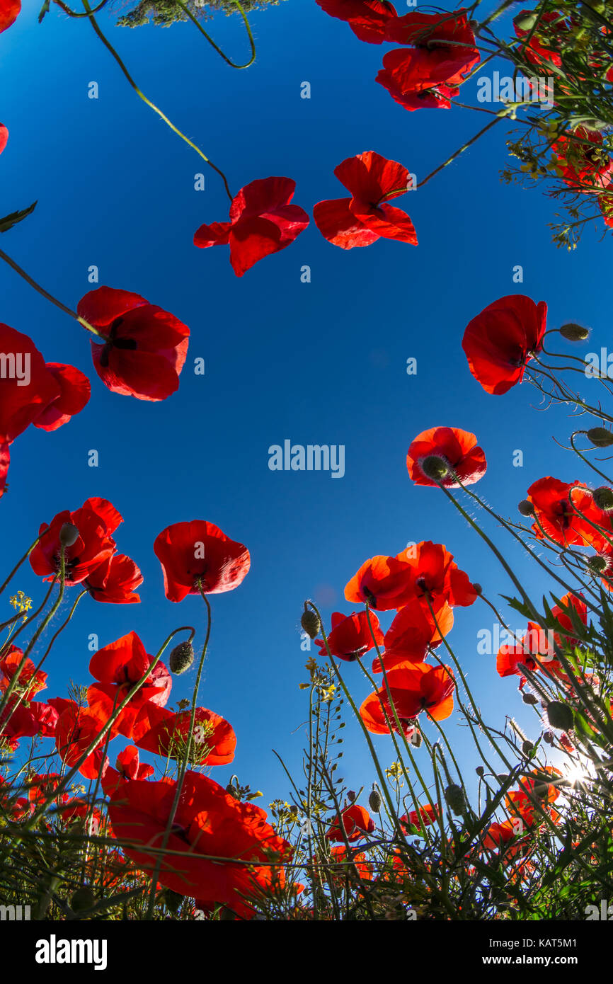 Poppy field in Dobrogea, Romania Stock Photo - Alamy