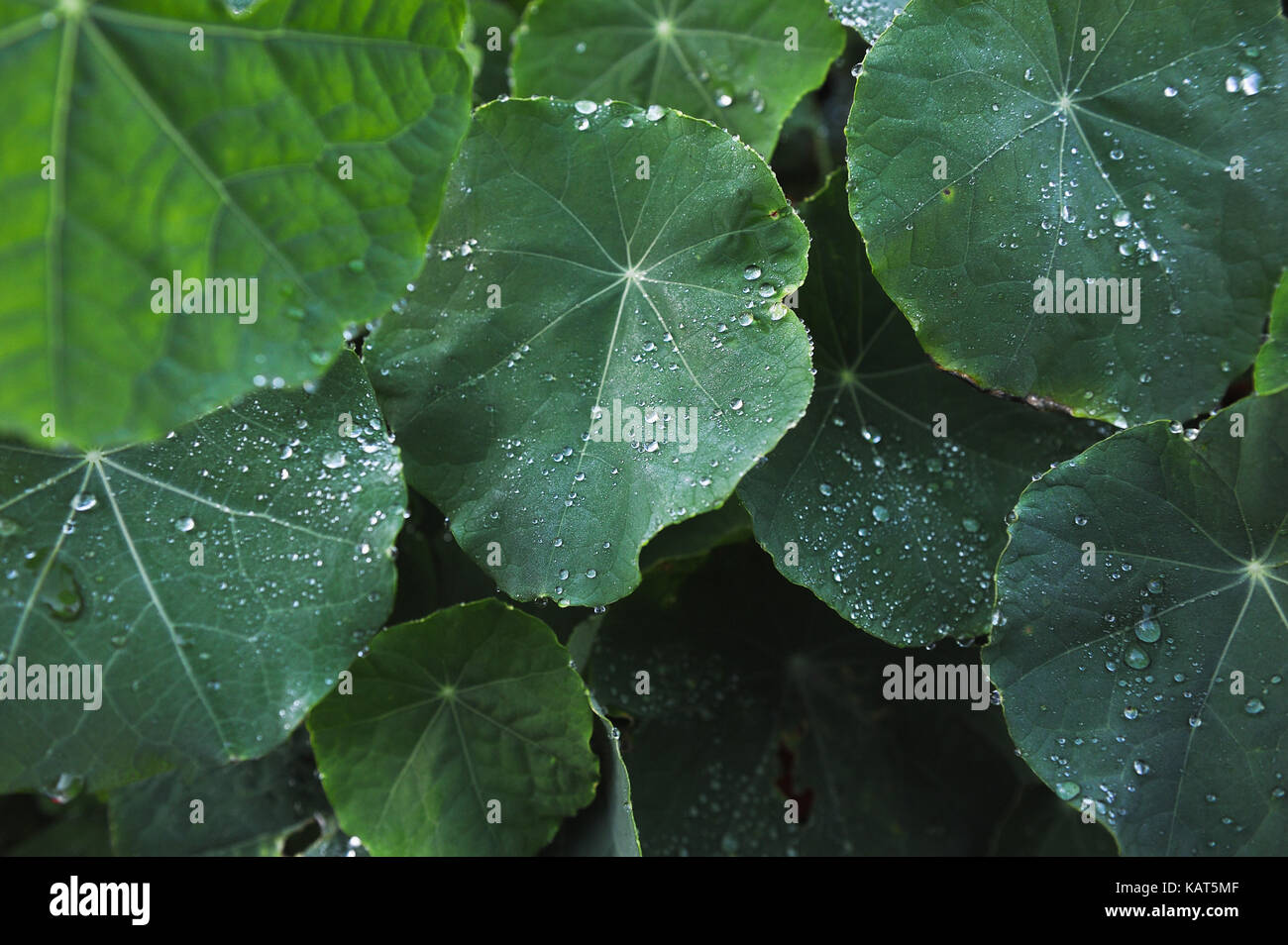 Fresh and cold morning dew on nasturtium leaves in beginning of autumn ...