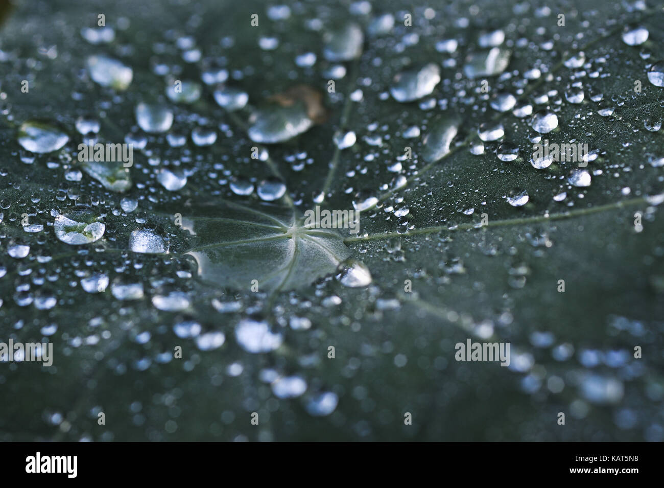 Fresh and cold morning dew on nasturtium leaves in beginning of autumn ...