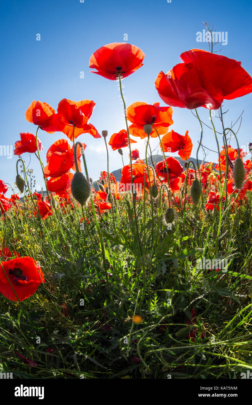 Poppy field in Dobrogea, Romania Stock Photo - Alamy