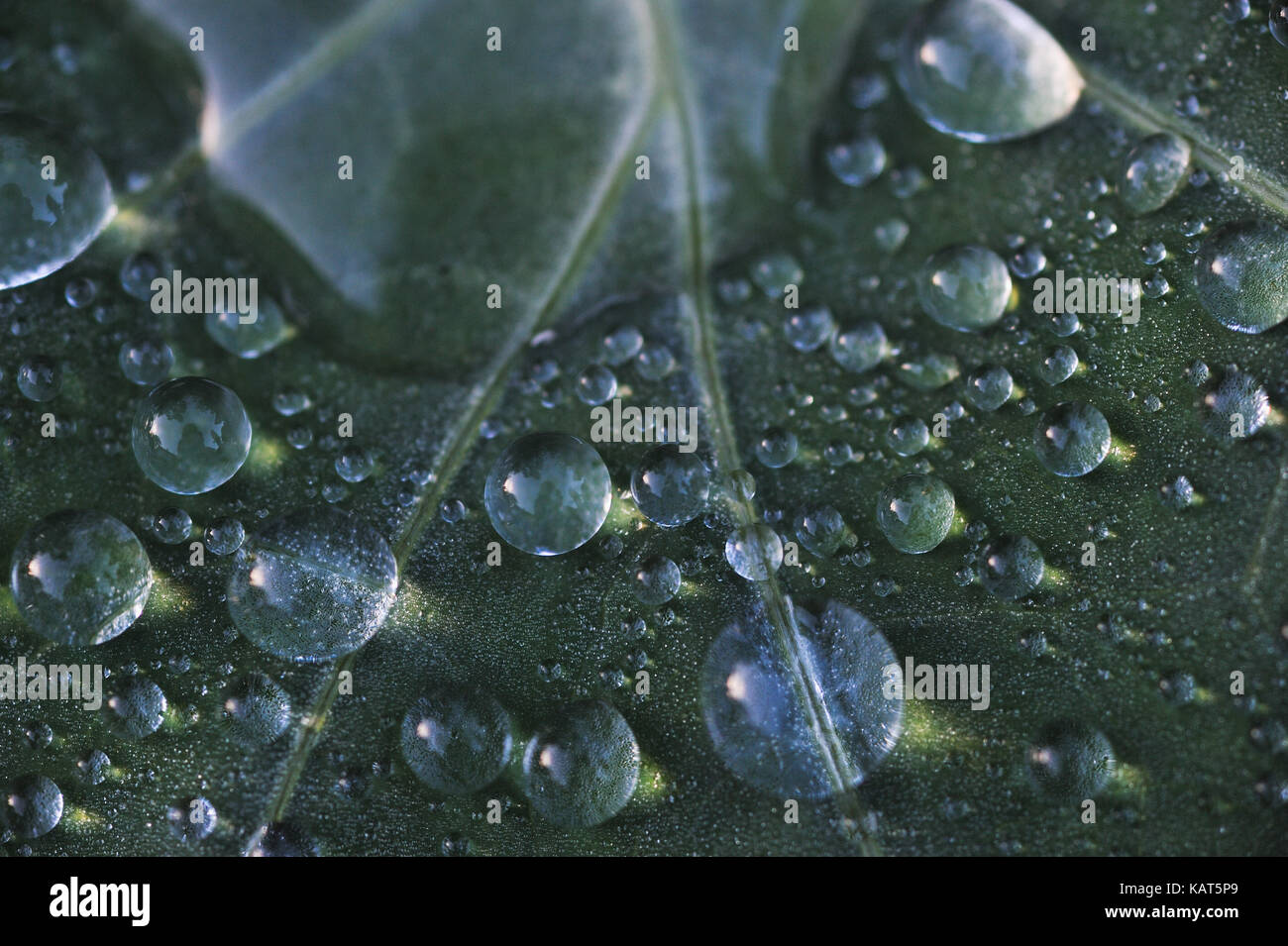 Fresh and cold morning dew on nasturtium leaves in beginning of autumn ...