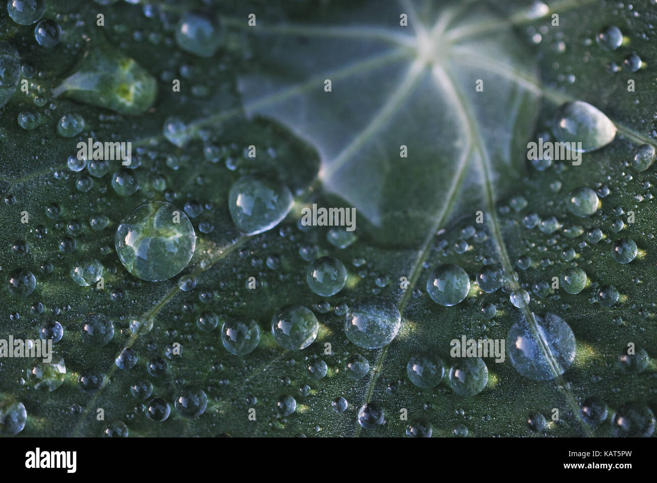 Fresh and cold morning dew on nasturtium leaves in beginning of autumn ...