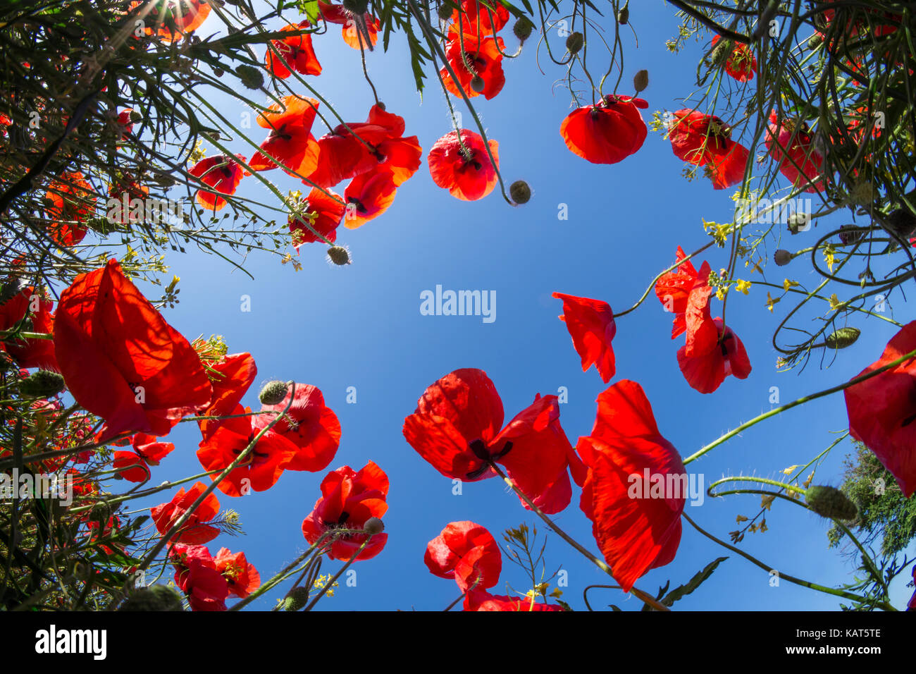 Poppy field in Dobrogea, Romania Stock Photo - Alamy