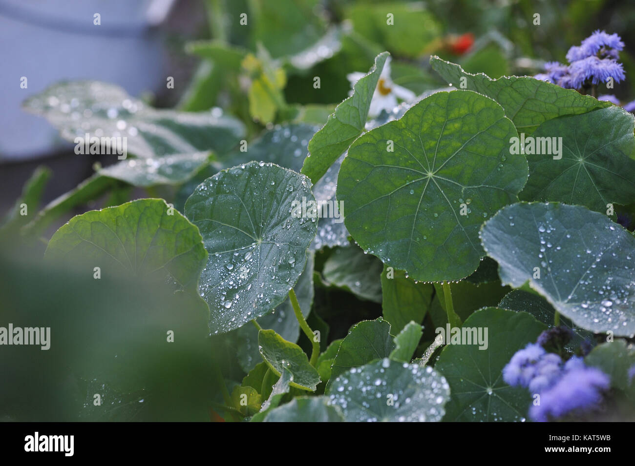 Fresh and cold morning dew on nasturtium leaves in beginning of autumn ...