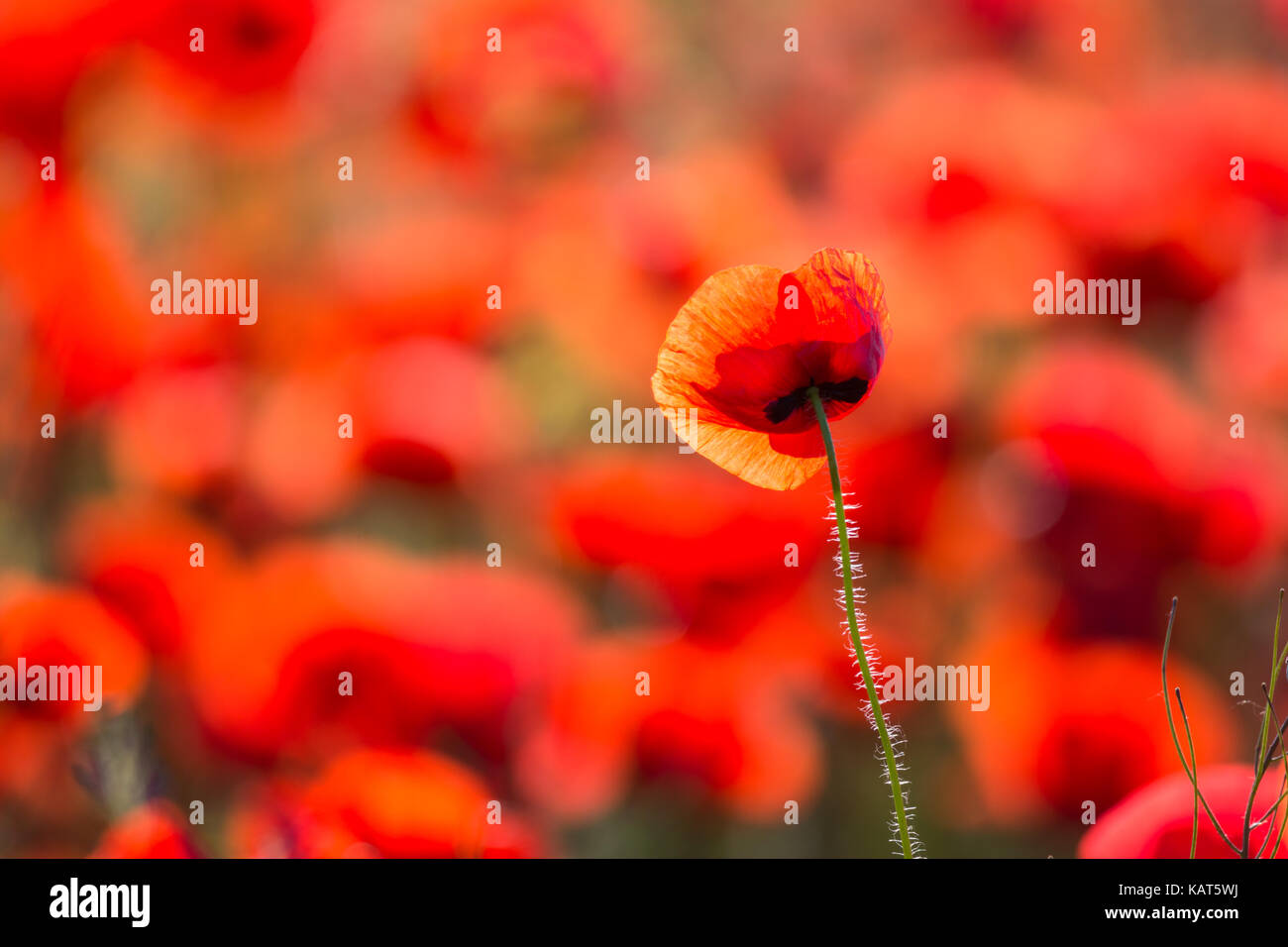 Poppy field in Dobrogea, Romania Stock Photo - Alamy