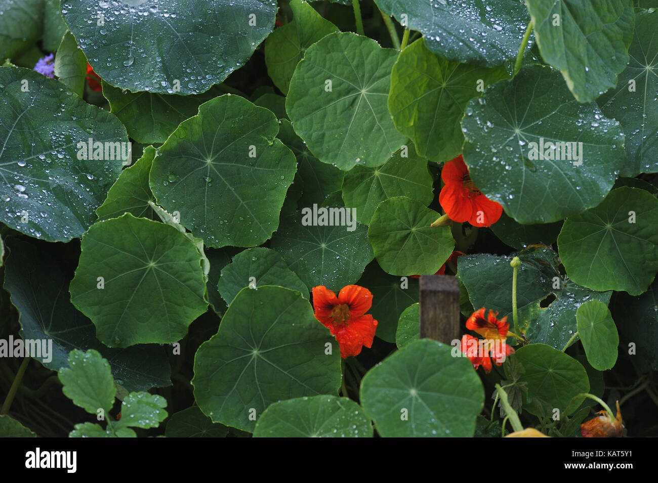 Fresh and cold morning dew on nasturtium leaves in beginning of autumn ...
