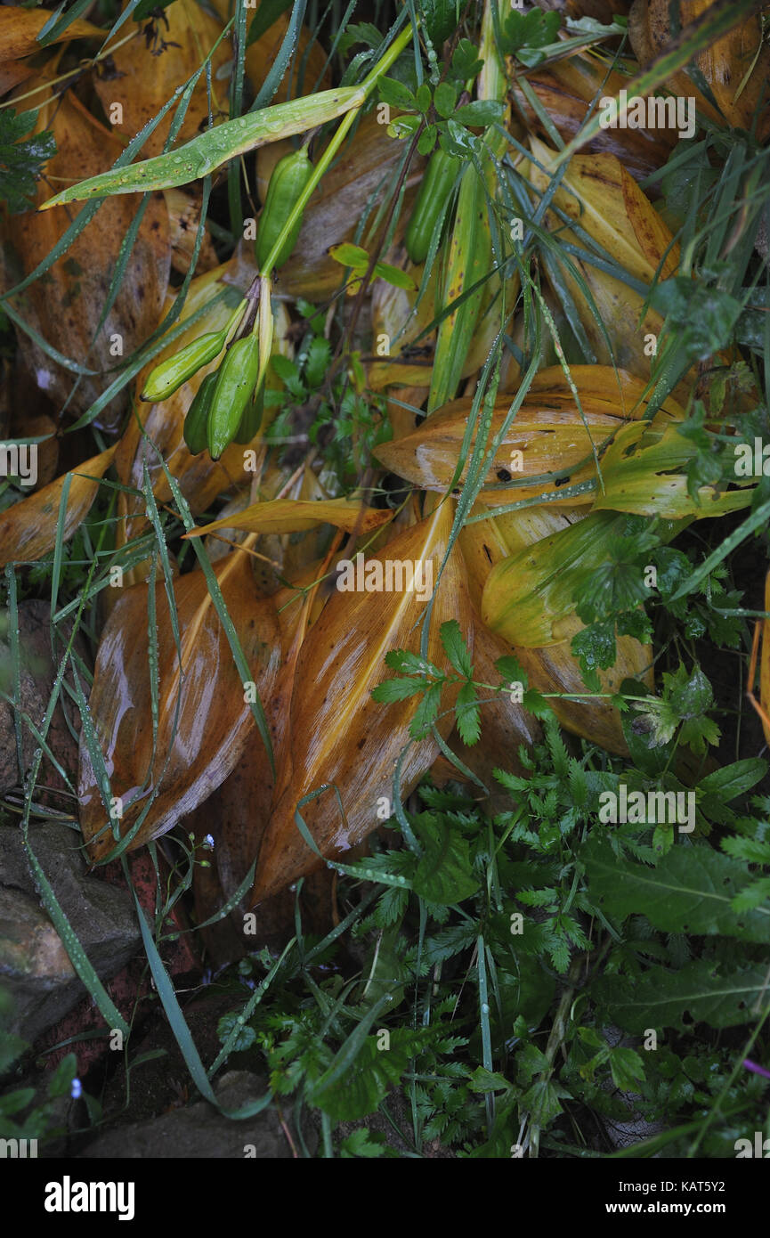 wilting of plants in early autumn Stock Photo - Alamy