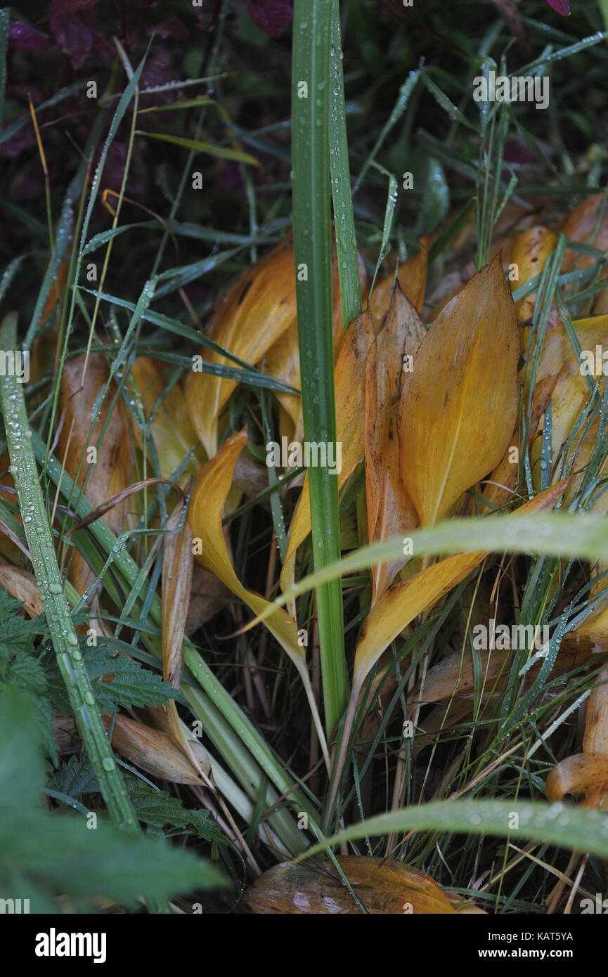Wilting lily hi-res stock photography and images - Alamy
