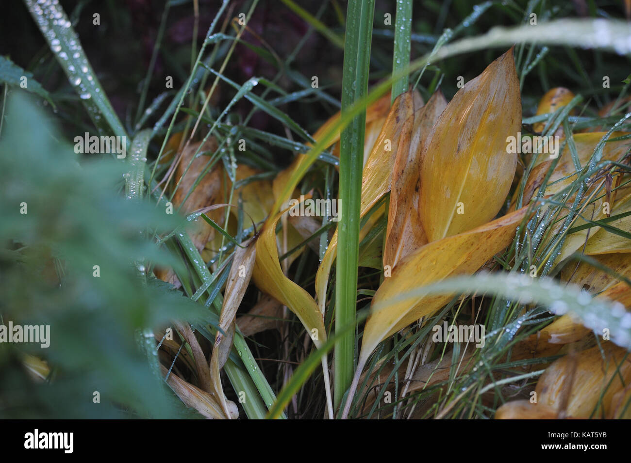 wilting of plants in early autumn Stock Photo - Alamy