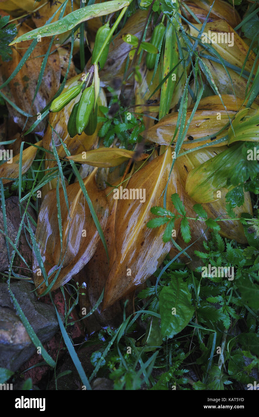 wilting of plants in early autumn Stock Photo - Alamy