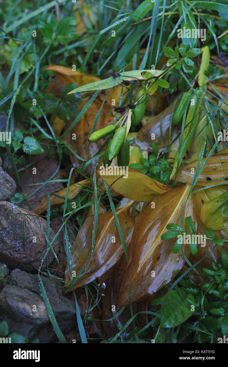 wilting of plants in early autumn Stock Photo - Alamy