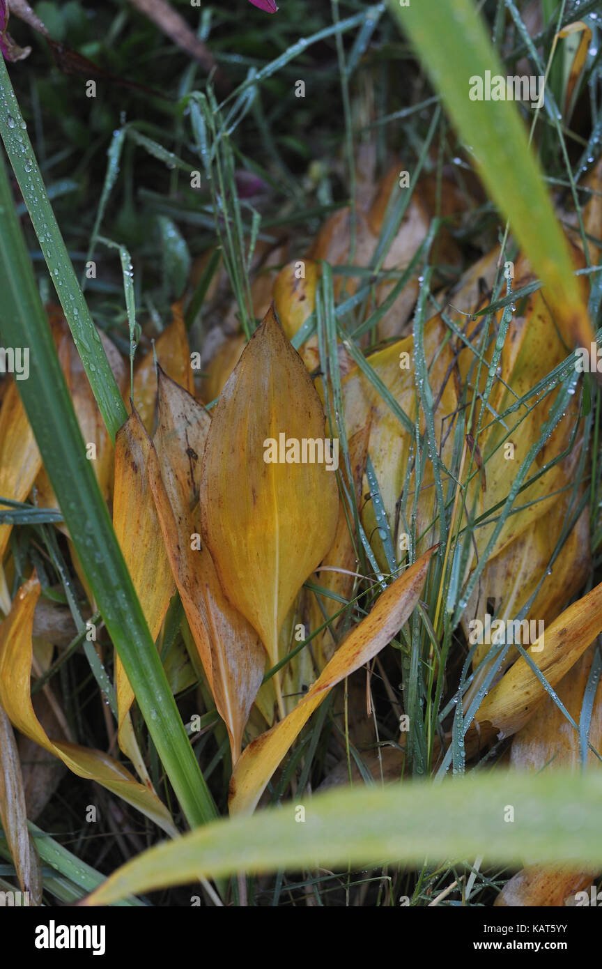 wilting of plants in early autumn Stock Photo - Alamy