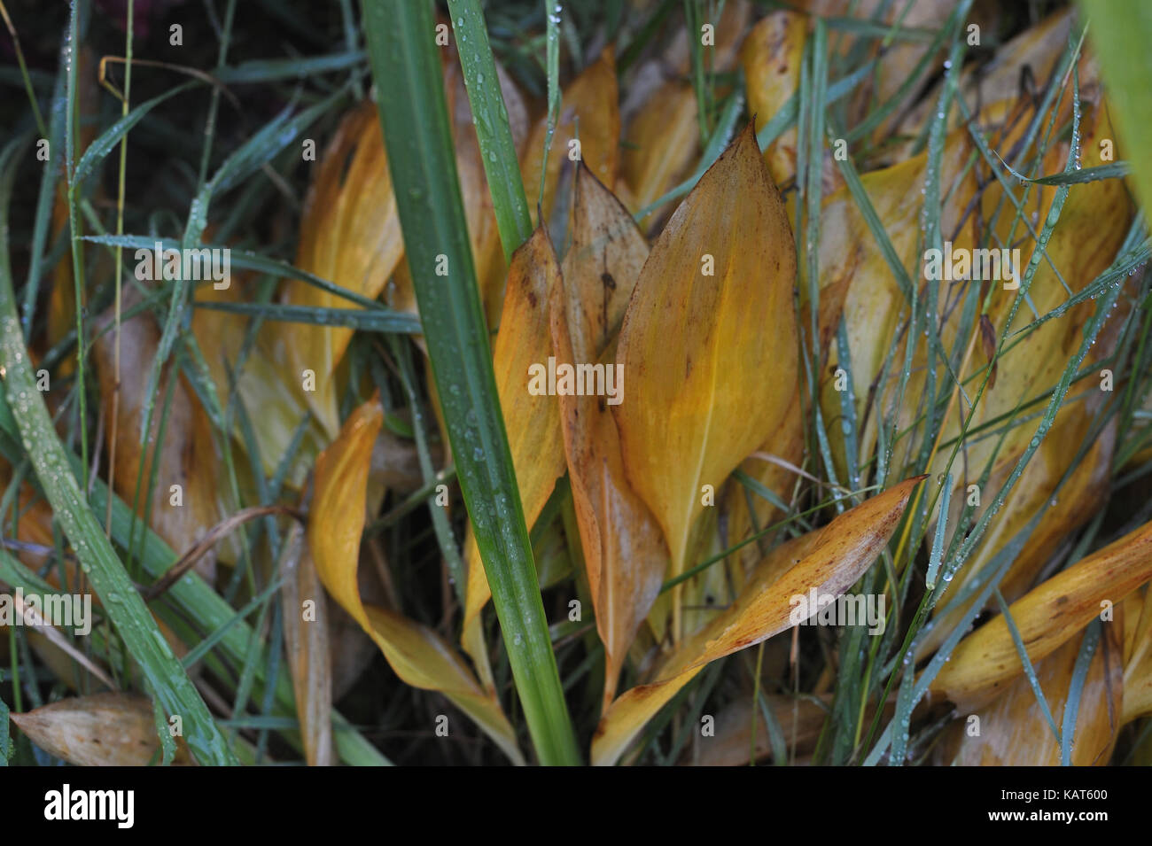 wilting of plants in early autumn Stock Photo - Alamy