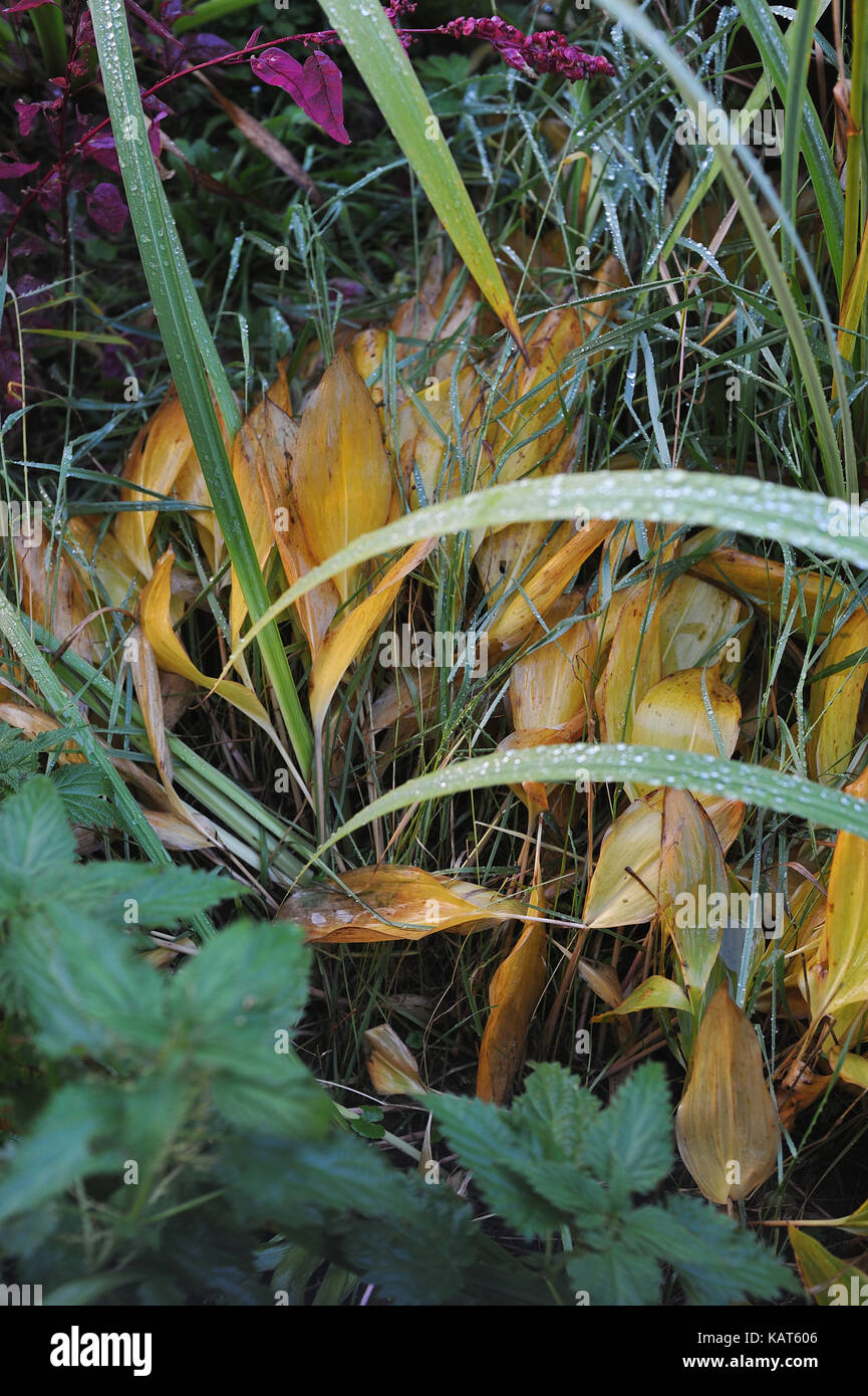 wilting of plants in early autumn Stock Photo - Alamy