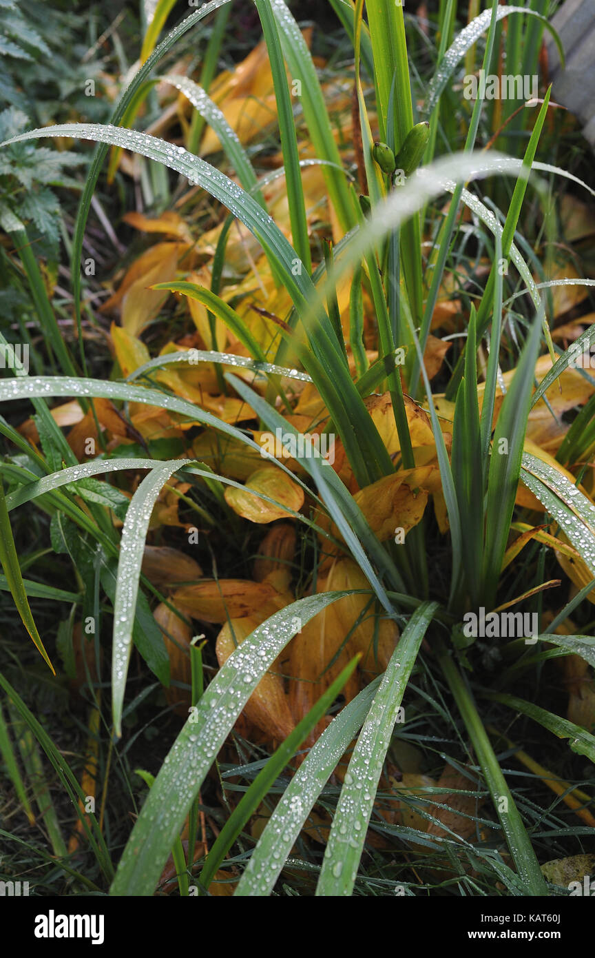 wilting of plants in early autumn Stock Photo - Alamy