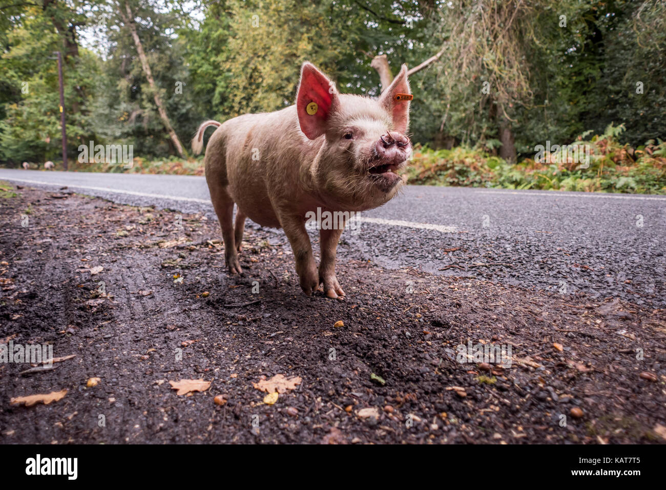 Wild pigs rooting hi-res stock photography and images - Alamy