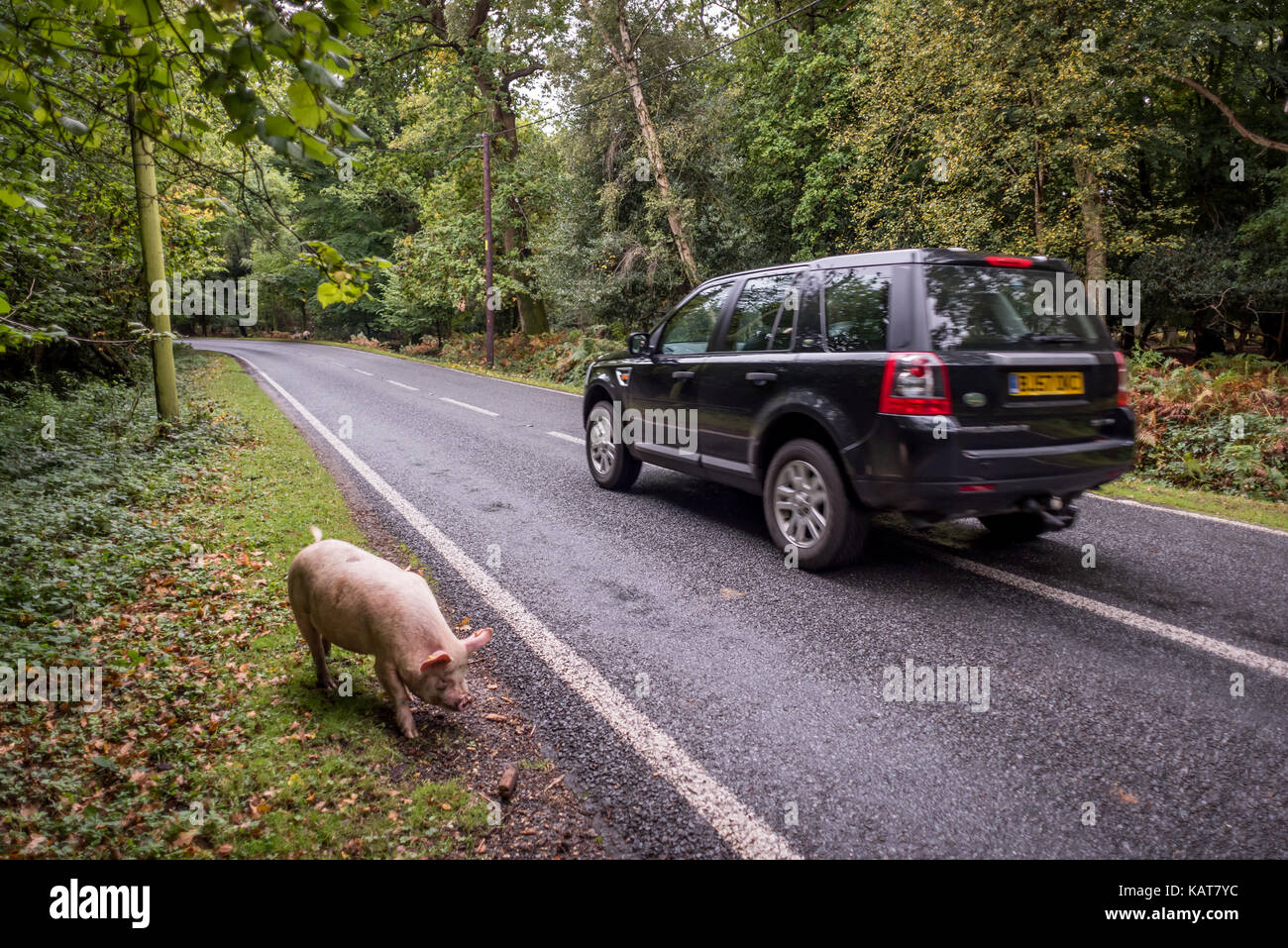 New Forest pigs Stock Photo - Alamy
