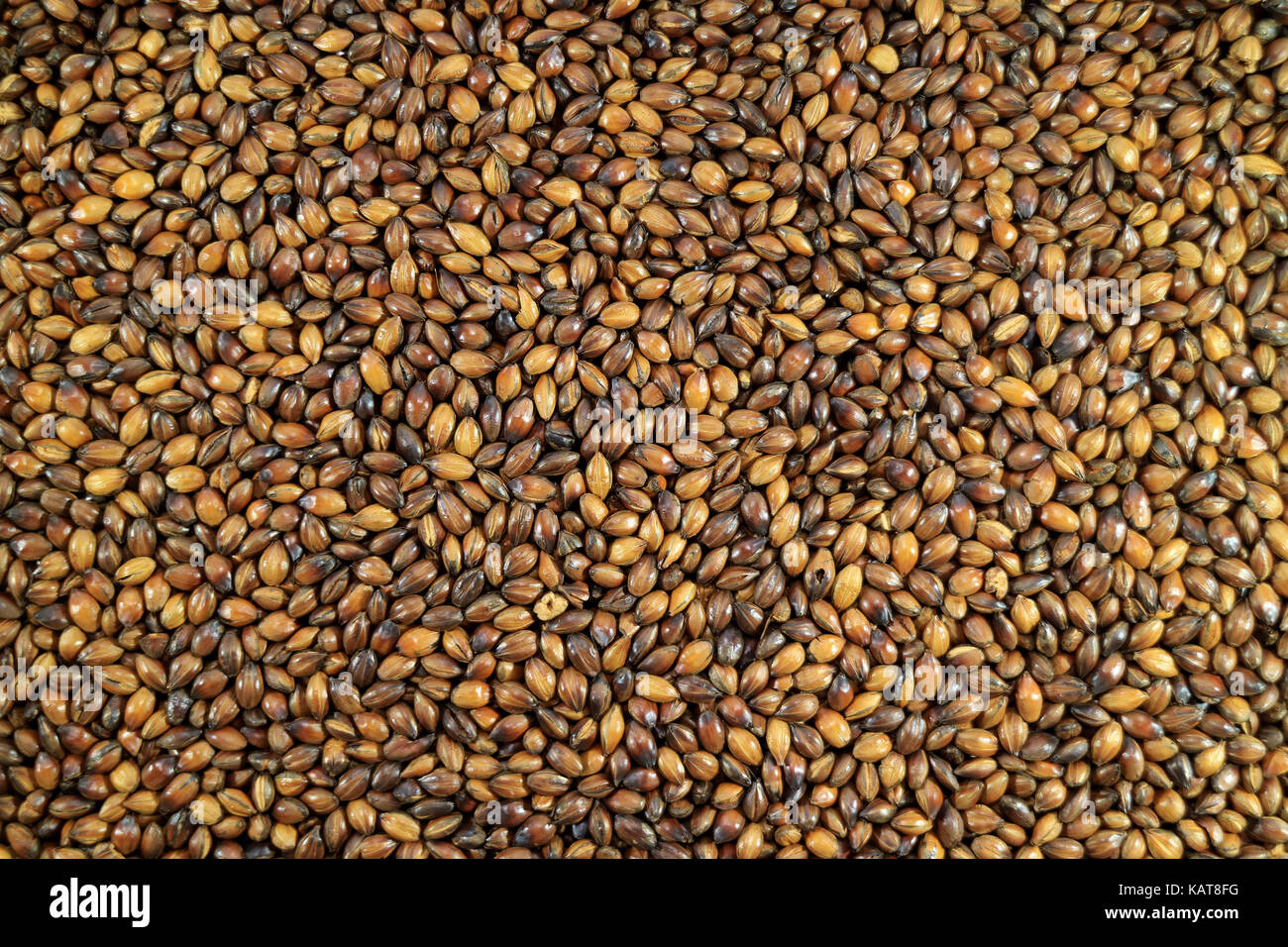 Many Shades of Brown Color Roasted Barley, Top View for Background ...