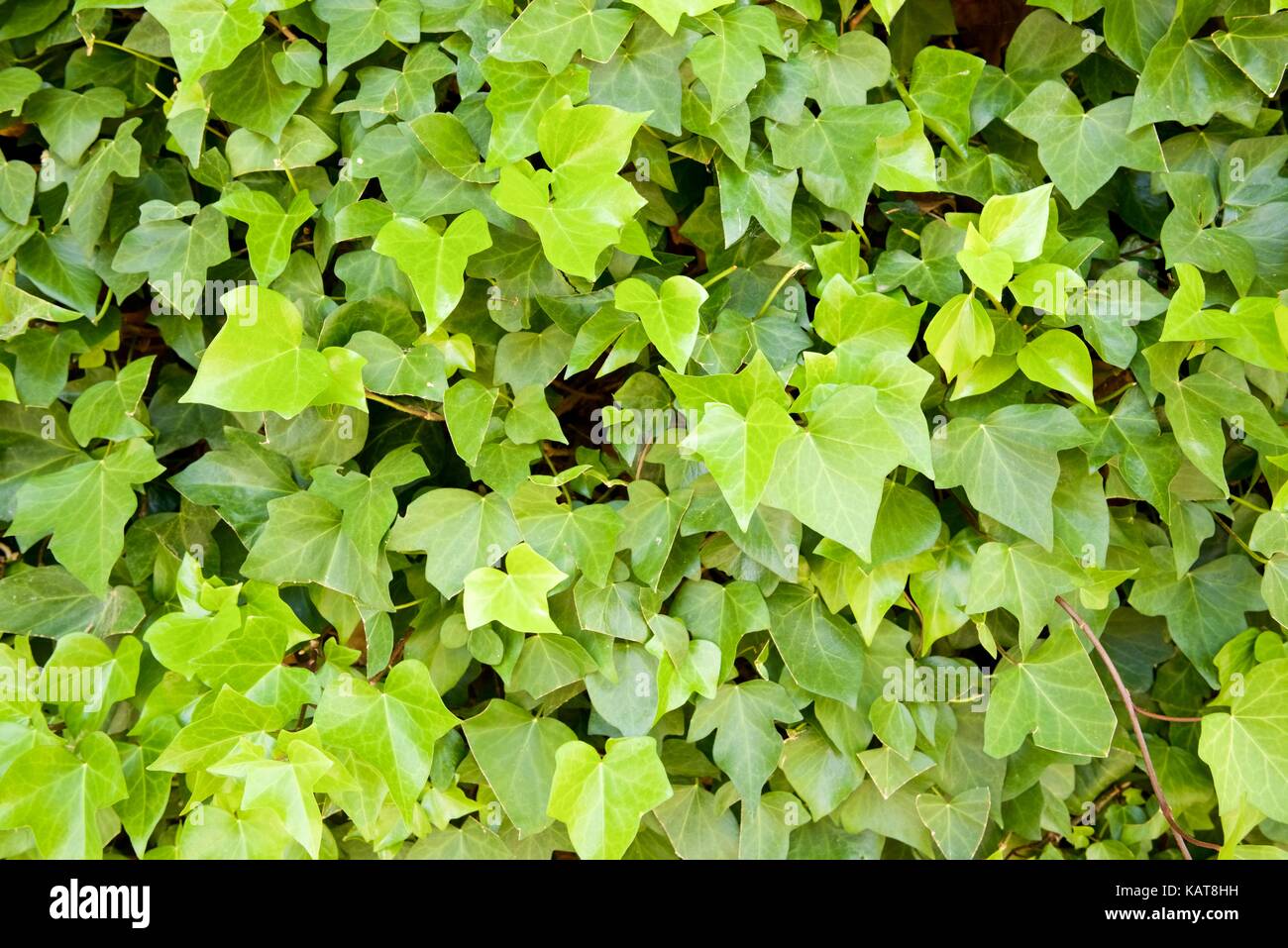 Ivy background at high resolution Stock Photo - Alamy