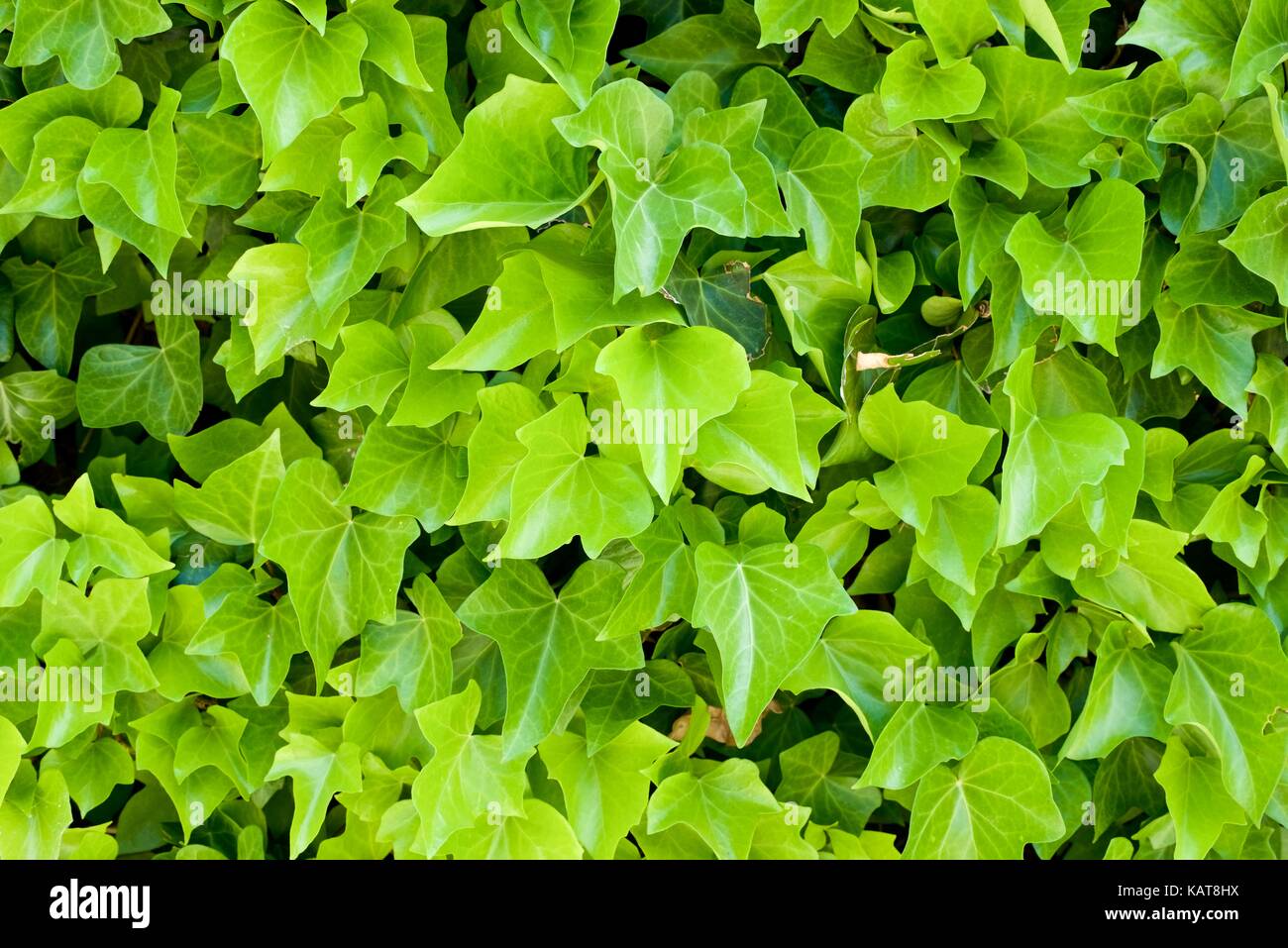Ivy background at high resolution Stock Photo - Alamy