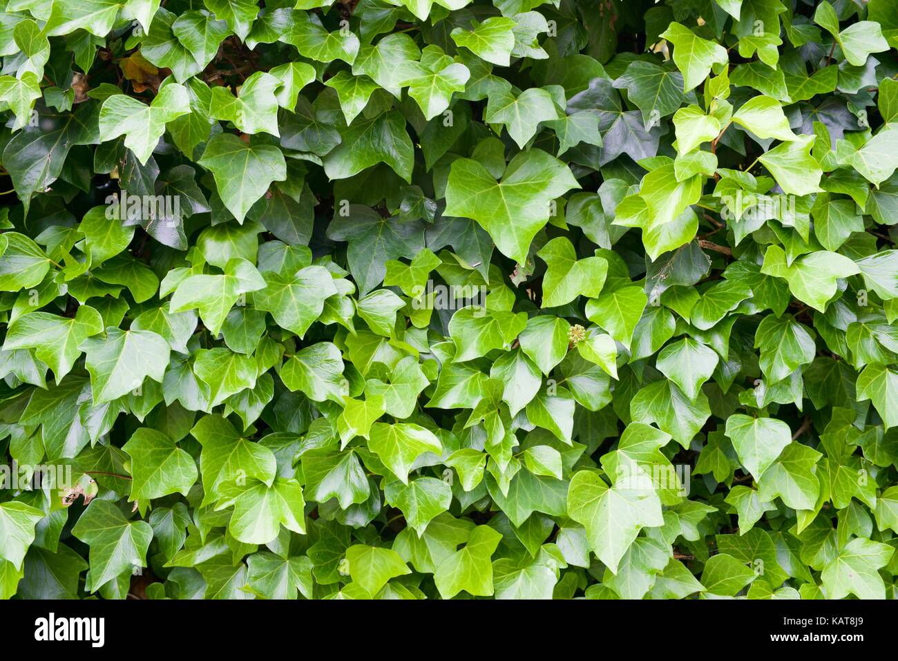 Ivy background at high resolution Stock Photo - Alamy