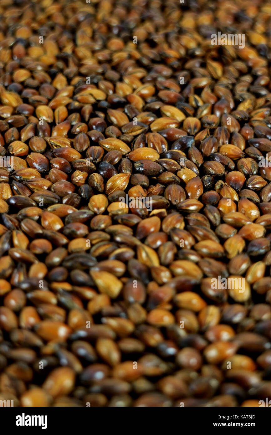 Vertical Picture of Closed up Roasted Barley, for Background Stock ...