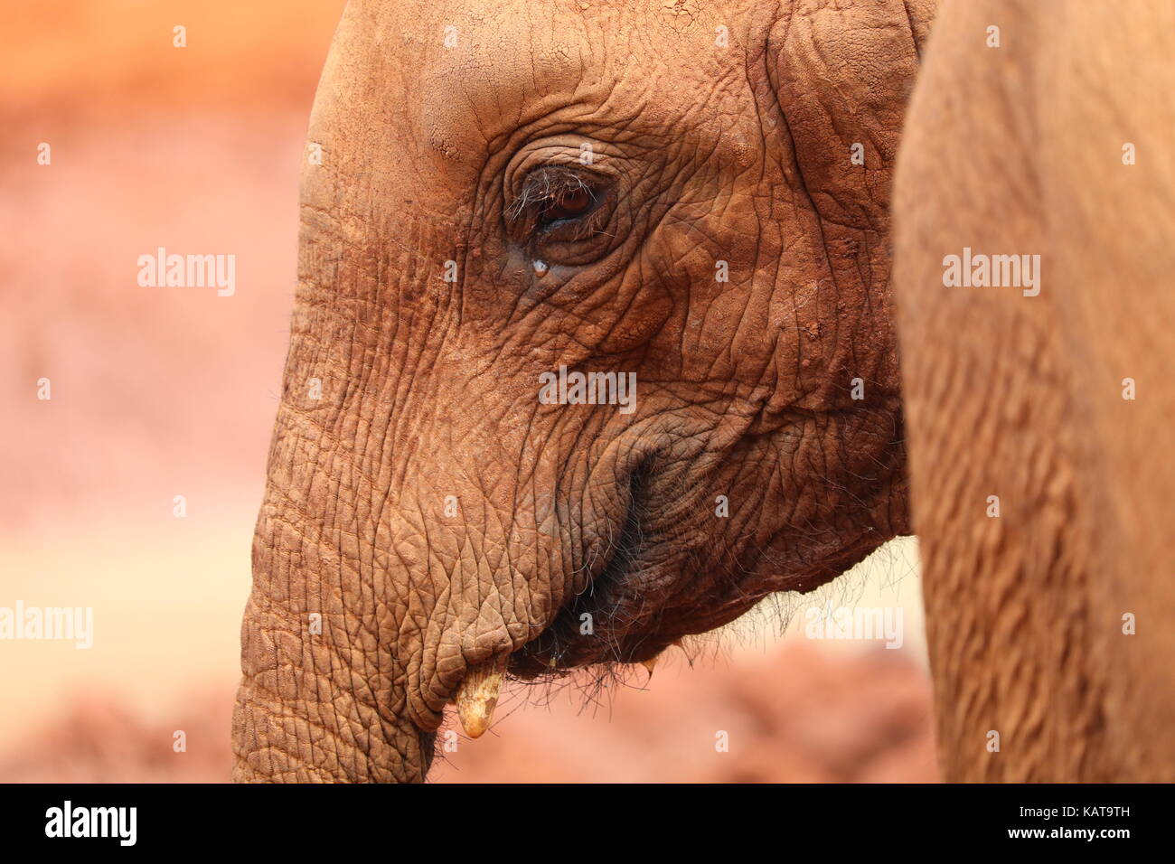 Orphaned elephant - The David Sheldrick Wildlife Trust - Nairobi ...