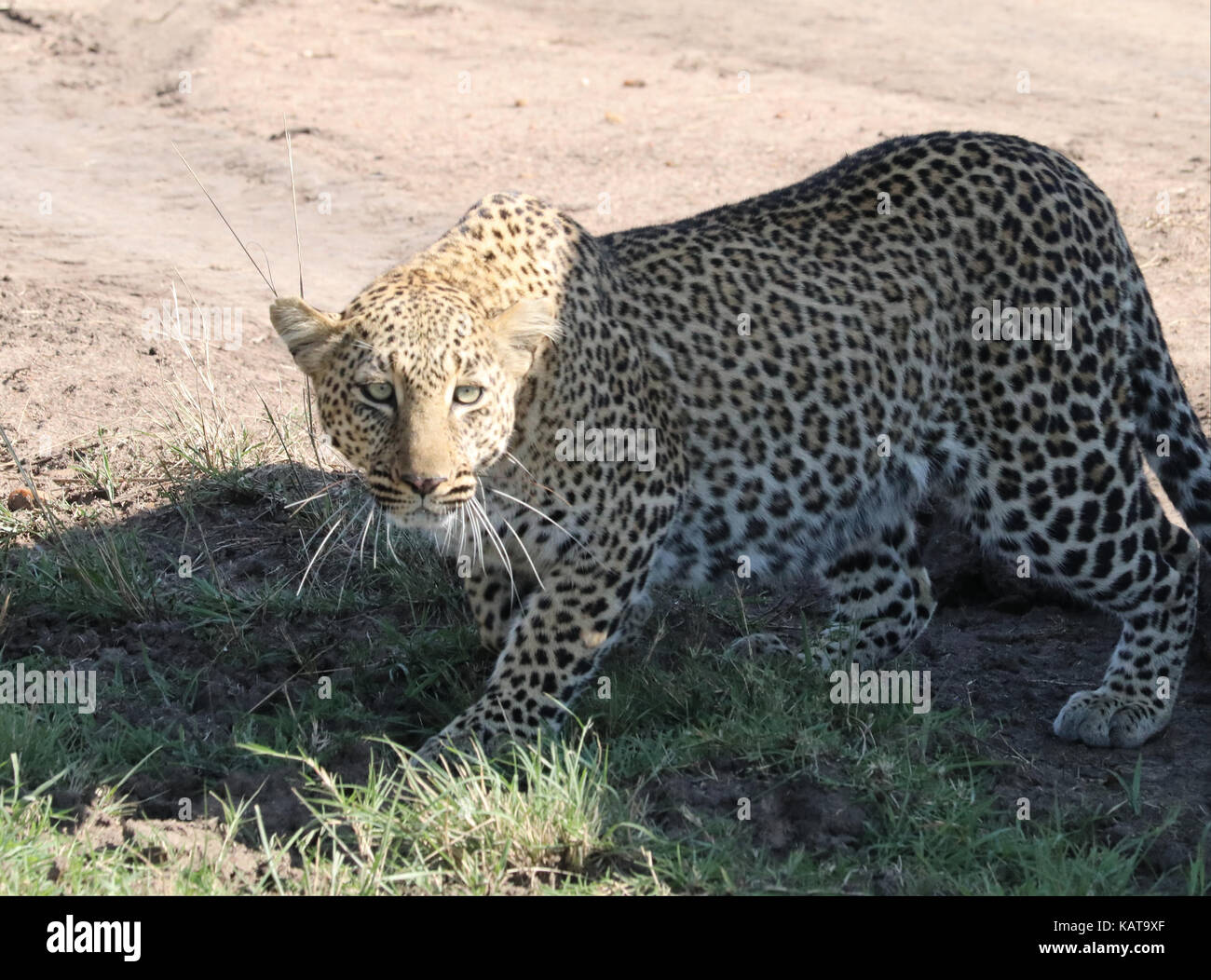 Leopard on the prowl - Masai Mara National Reserve - Kenya Stock Photo ...