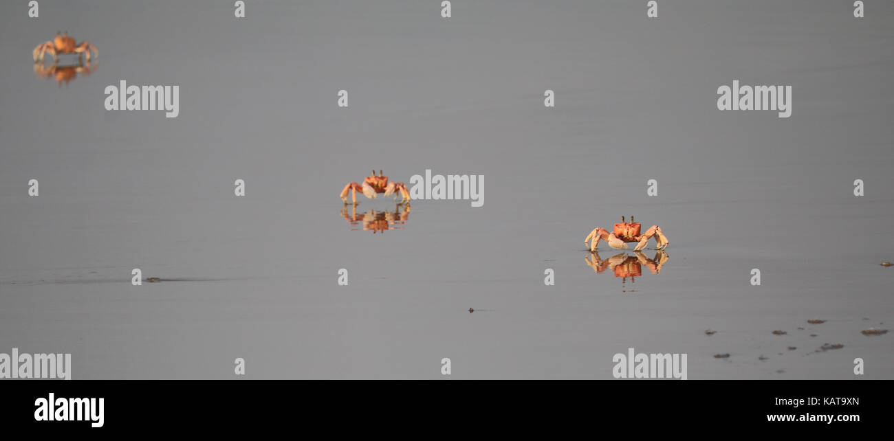 Crabs - Kizingoni beach - Lamu - Kenya Stock Photo - Alamy