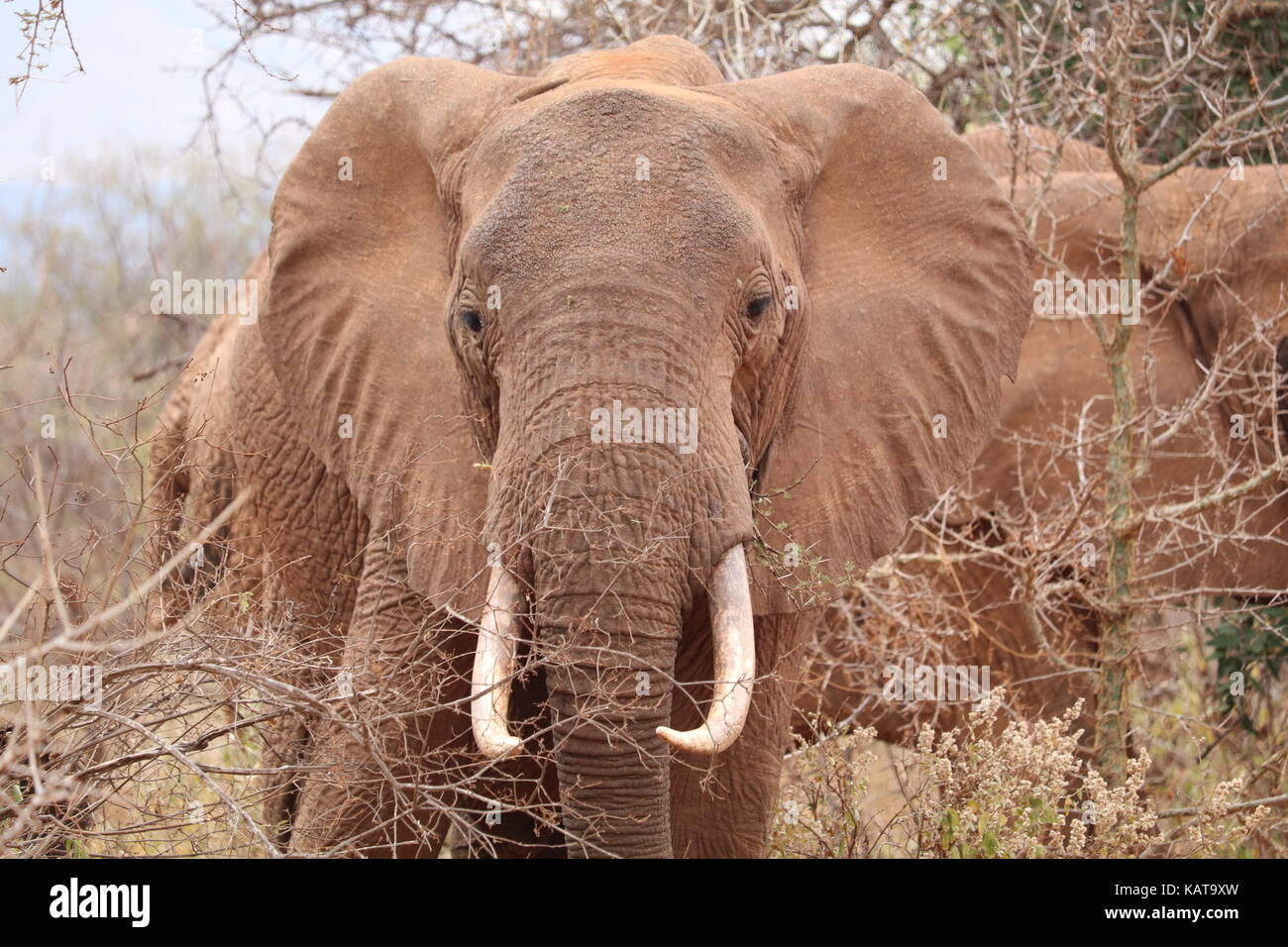 African Elephant - Tsavo West National Park - Kenya Stock Photo - Alamy