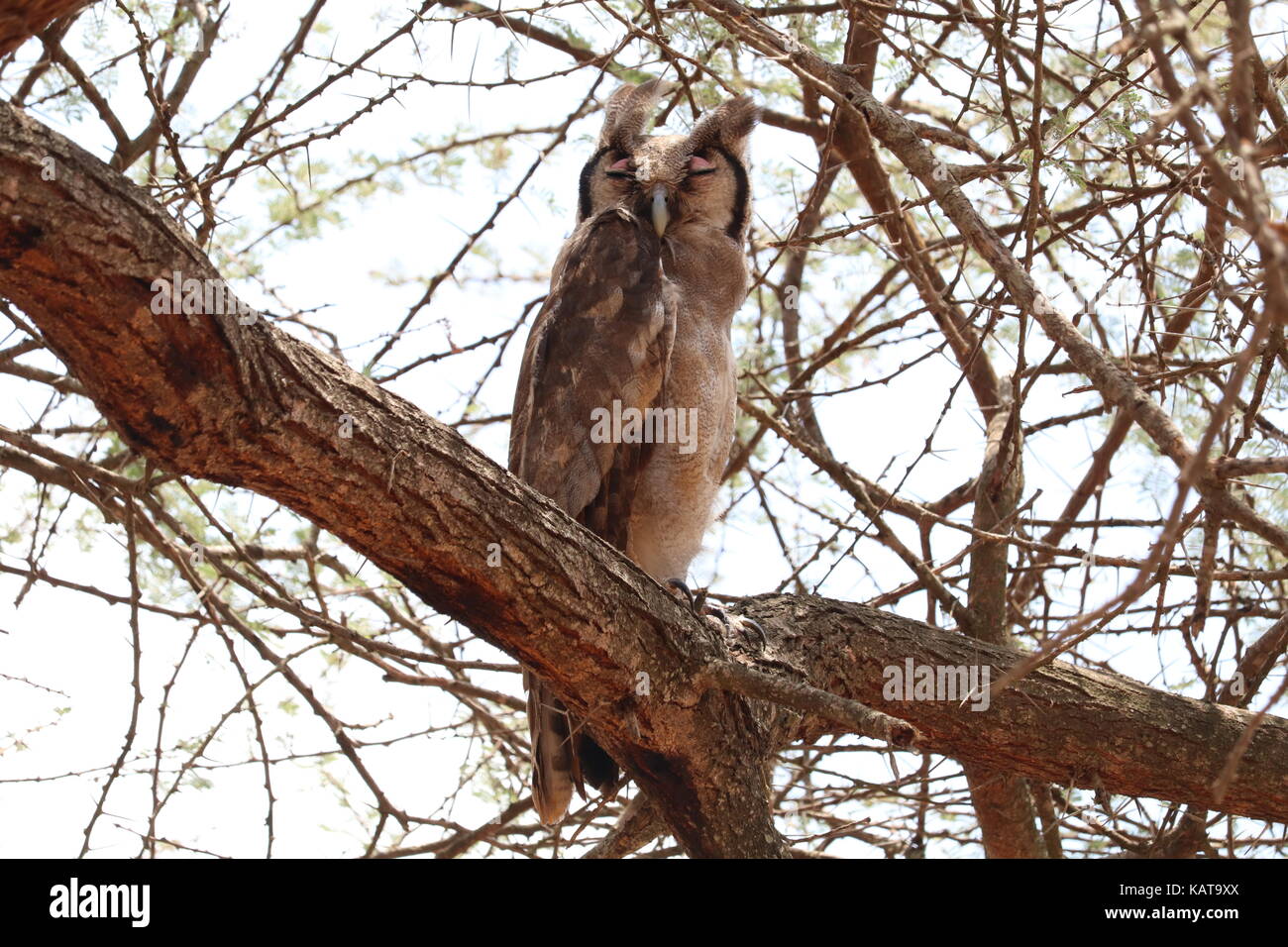 Verreaux eagle owl - Tsavo West National Park - Kenya Stock Photo - Alamy