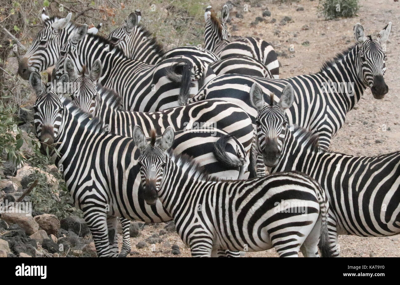 Zebra - Tsavo West National Park - Kenya Stock Photo - Alamy
