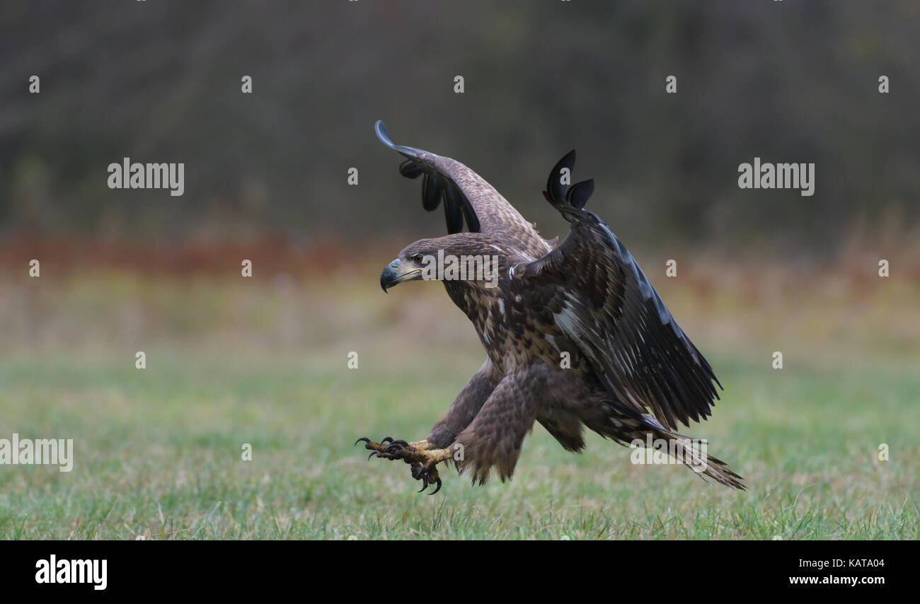 White-tailed Sea Eagle in flight Stock Photo - Alamy