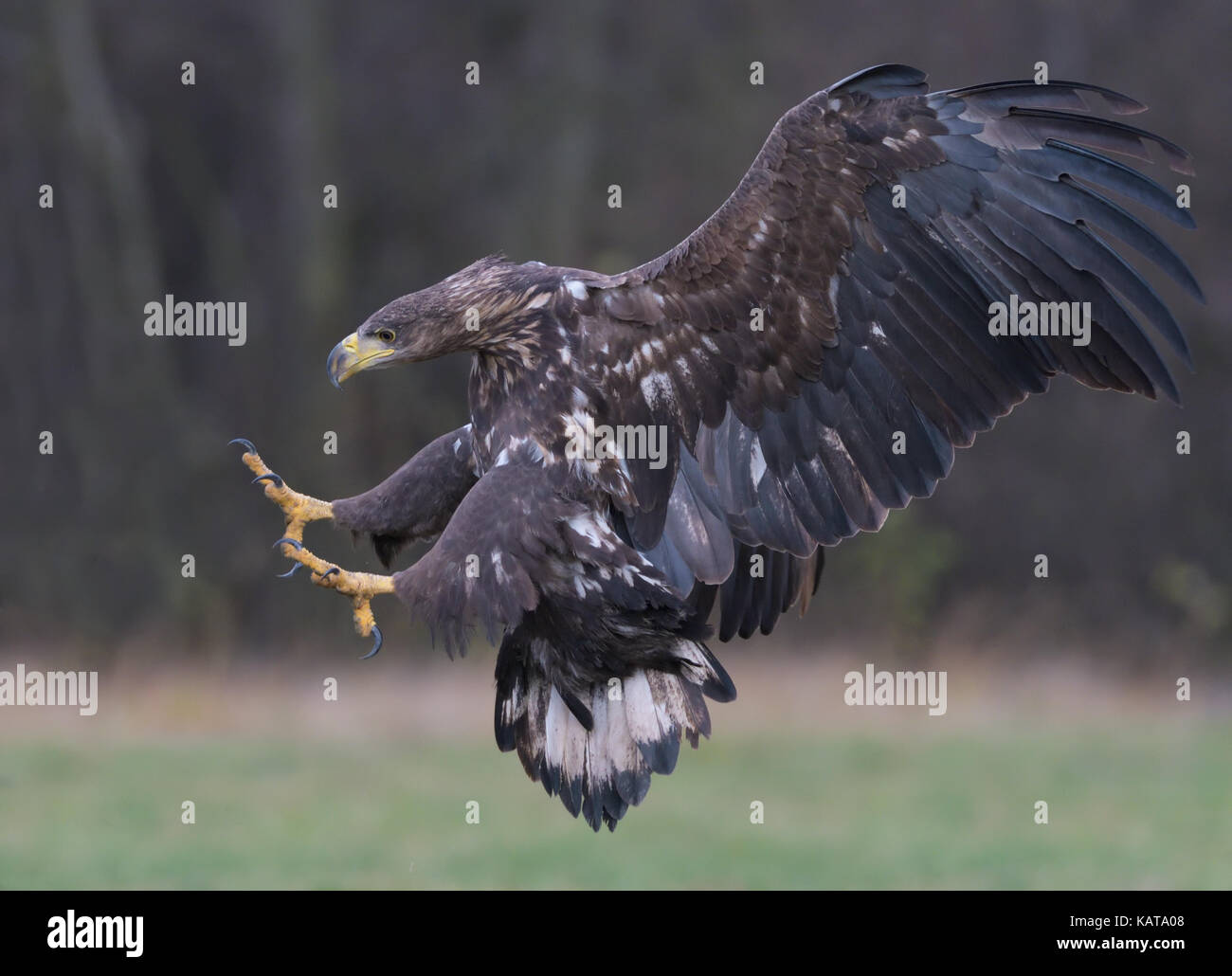 White-tailed Sea Eagle in attacking mode Stock Photo - Alamy