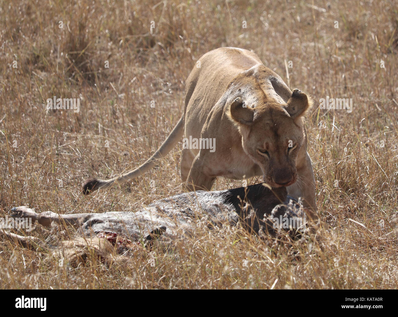 Female Masai lion feeding on wildebeest carcass - Masai Mara National ...