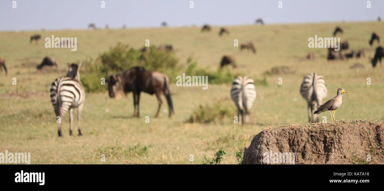 African Wattled Plover in foreground - Zebra and Wildebeest in ...