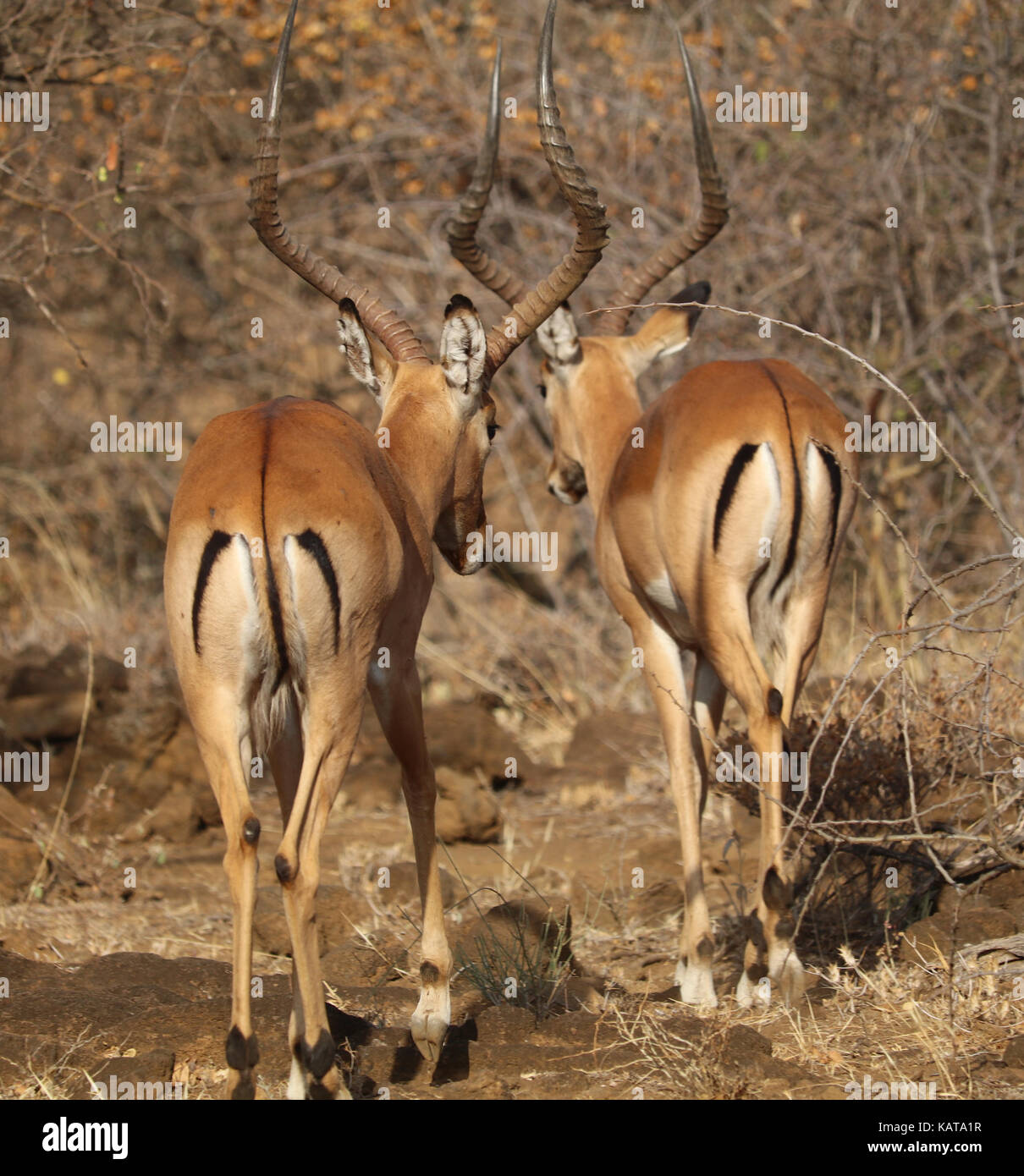 Grant's gazelle tsavo kenya hi-res stock photography and images - Alamy