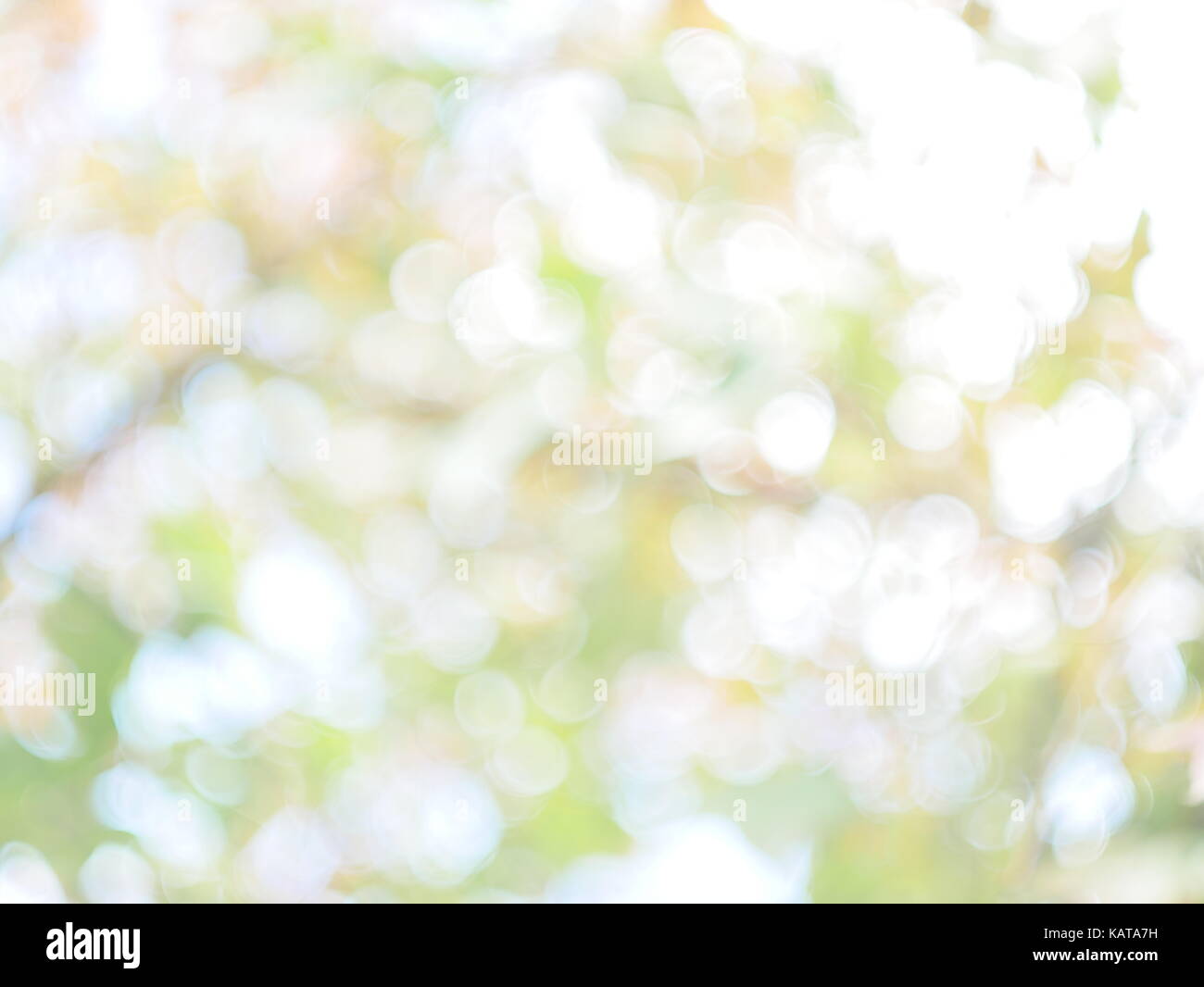 Background green leaves leaf bokeh hi-res stock photography and images ...