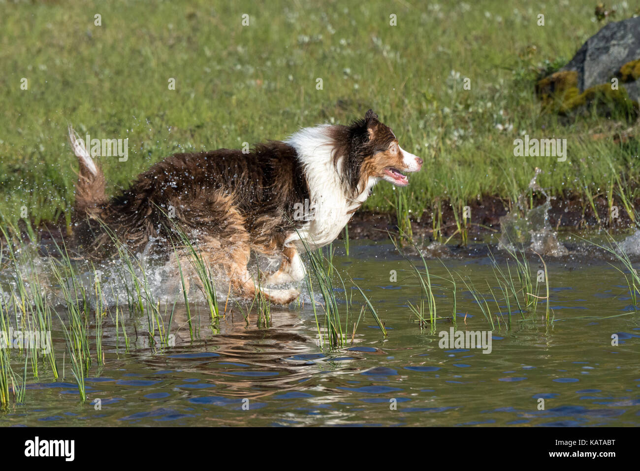 Two australian shepherd dogs running in the water of a lake Stock Photo ...