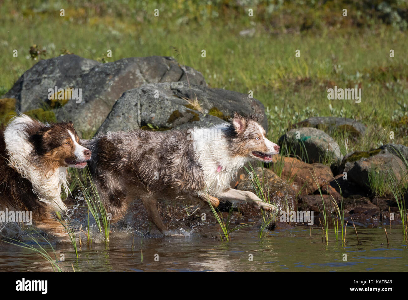 Two australian shepherd dogs running in the water of a lake Stock Photo ...