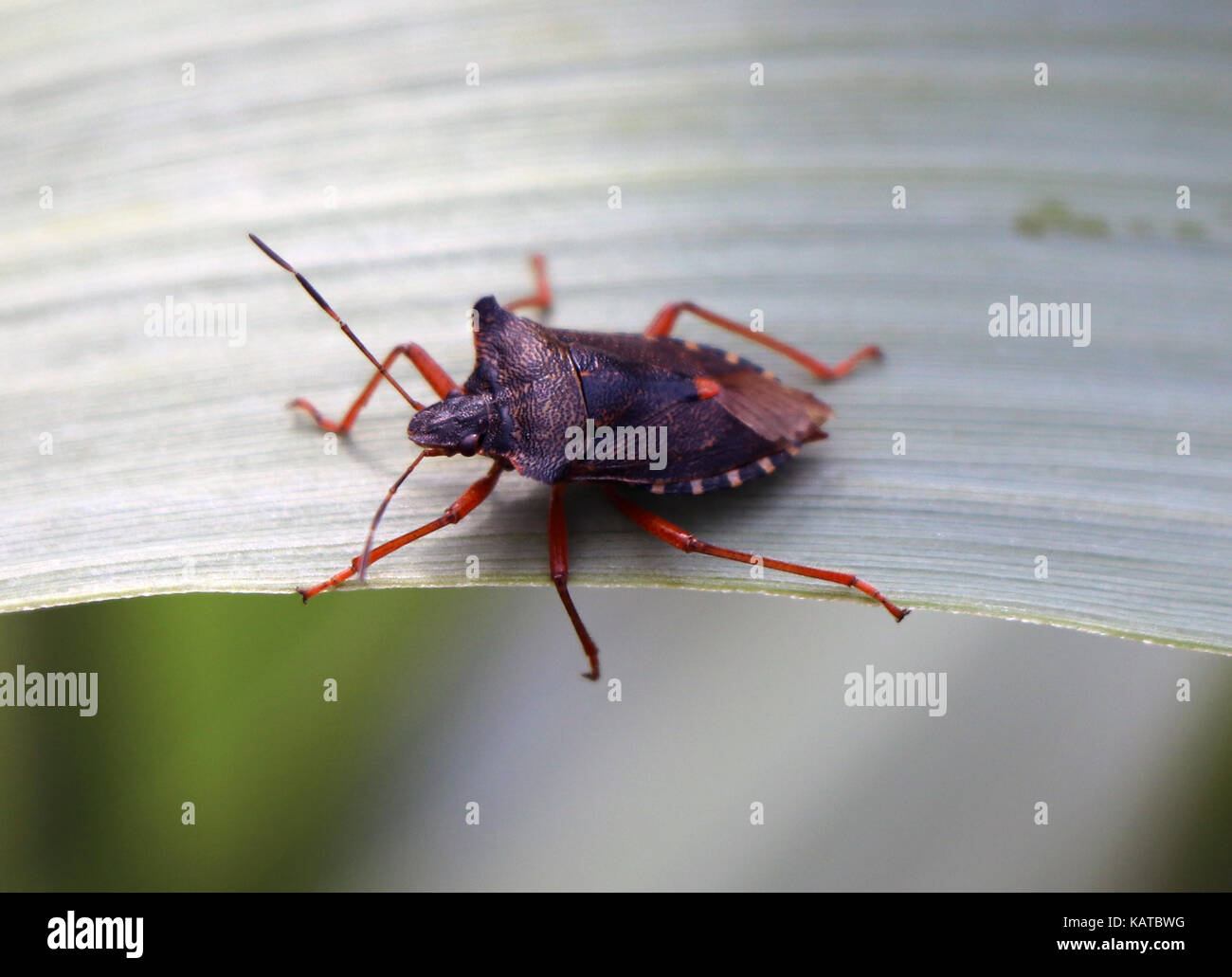 FOREST SHIELD BUG Pentatoma rufipes. Photo: Tony Gale Stock Photo - Alamy