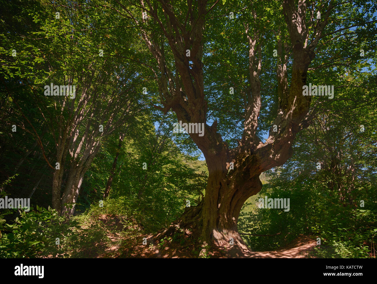 Magic tree hi-res stock photography and images - Alamy
