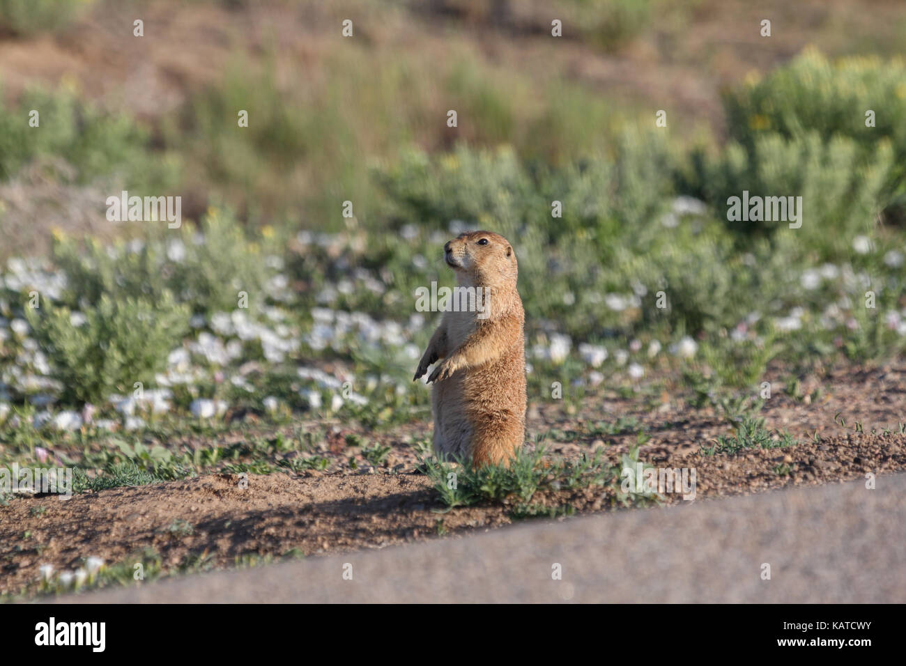 A prairie dog (Cynomys ludovicianus) stands guard at the Rocky Mountain ...