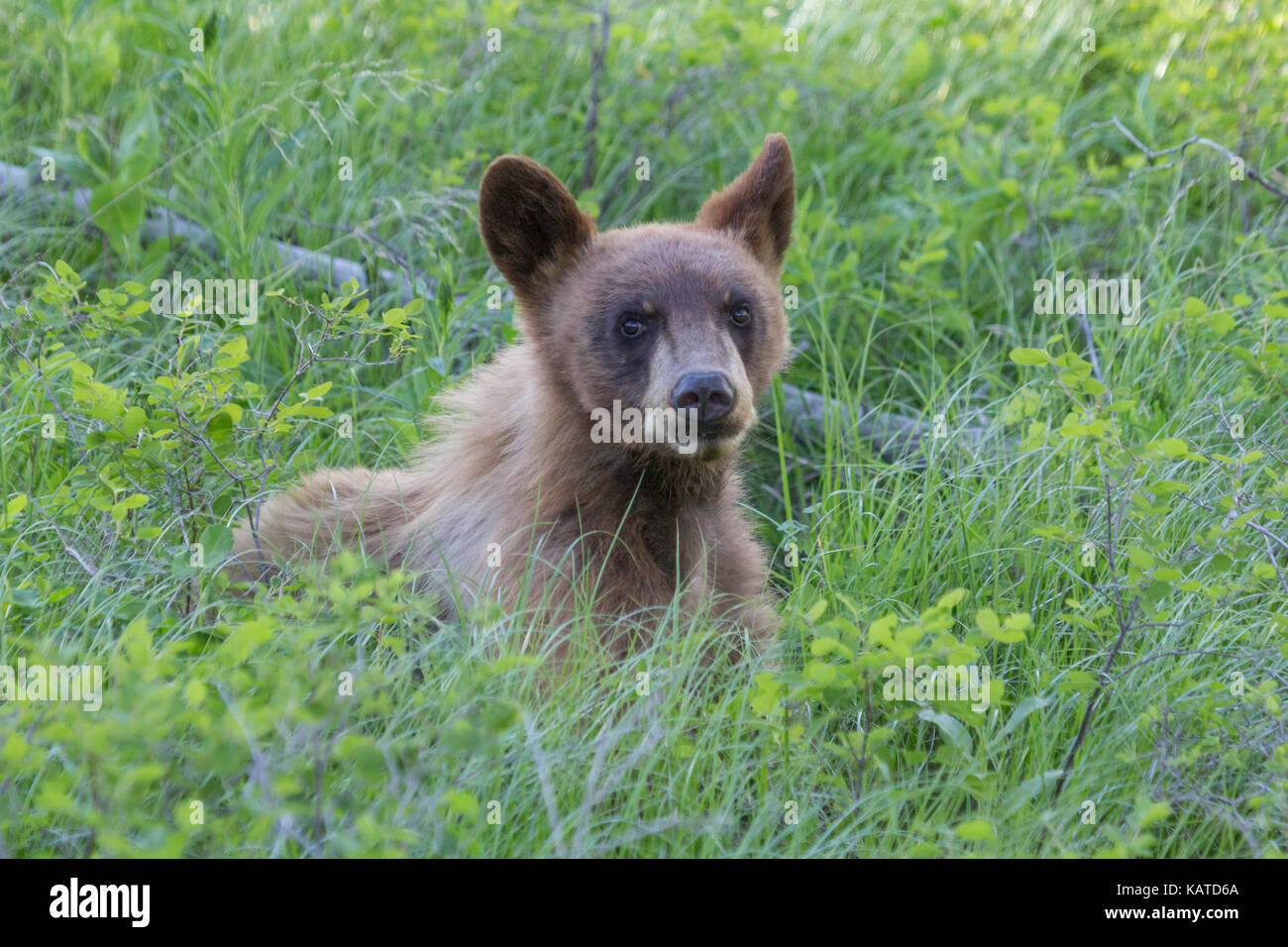 Curious black bear cub (Ursus americanus) exploring the woods in ...