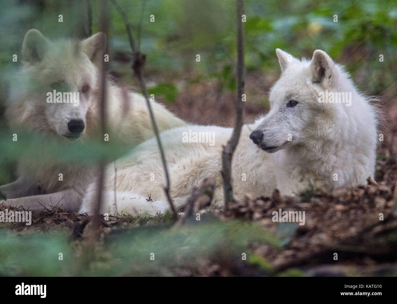 Arctic wolf 'Scott', photographed in an enclosure at the animal park ...