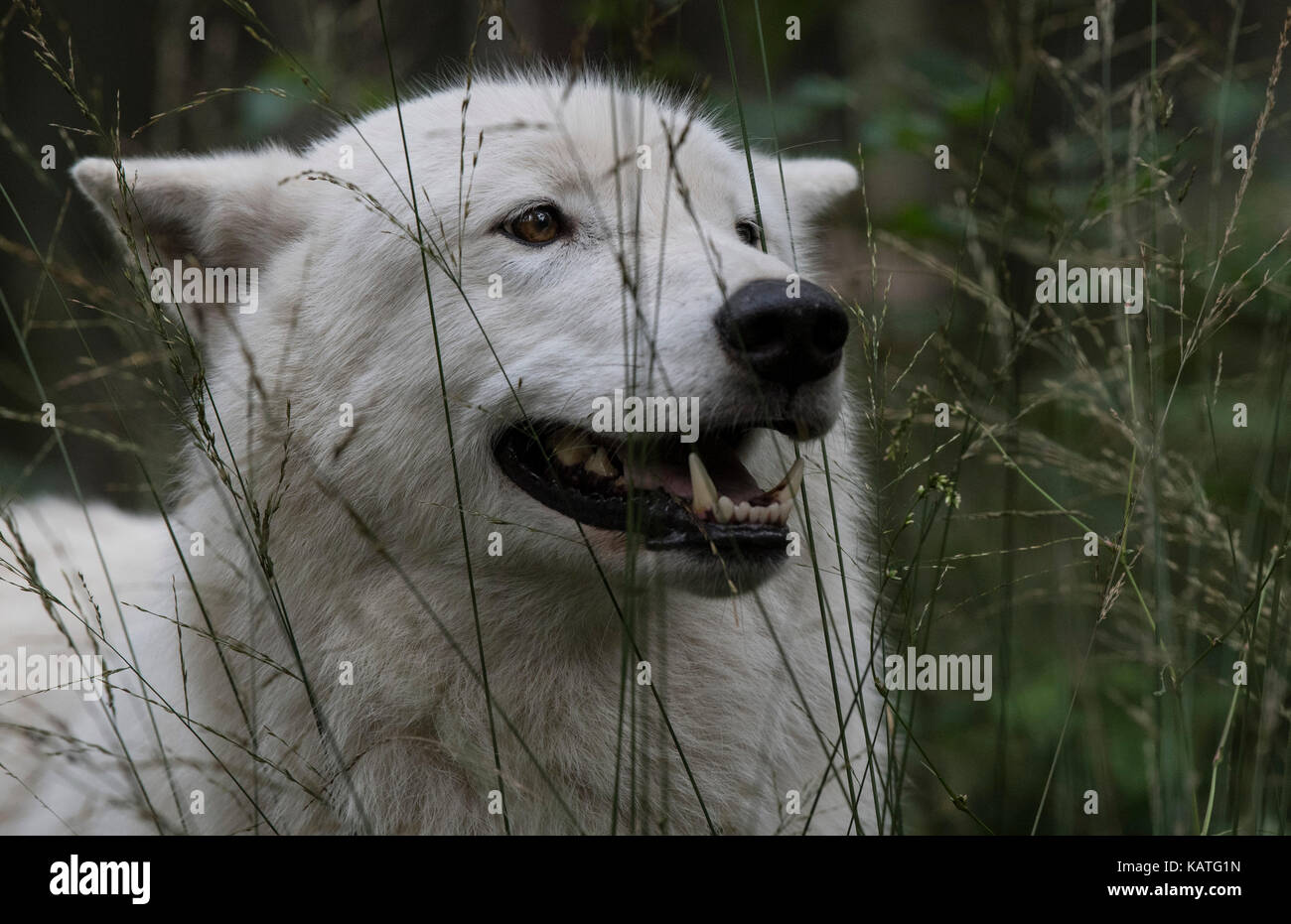 An arctic wolf, photographed in an enclosure at the animal park Hanau ...