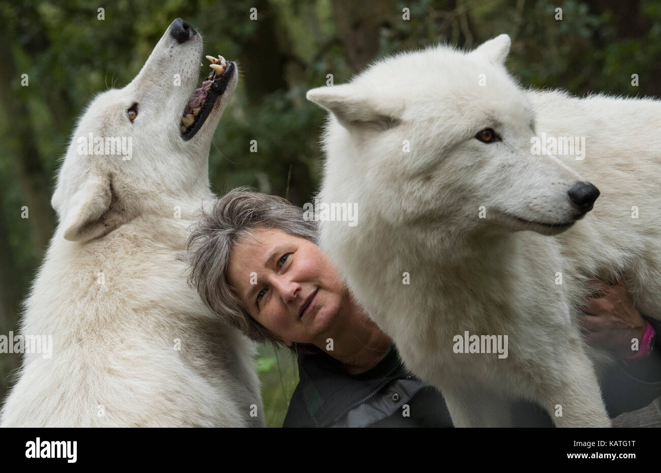 Wild biologist Marion Ebel plays with arctic wolves in an enclosure at ...